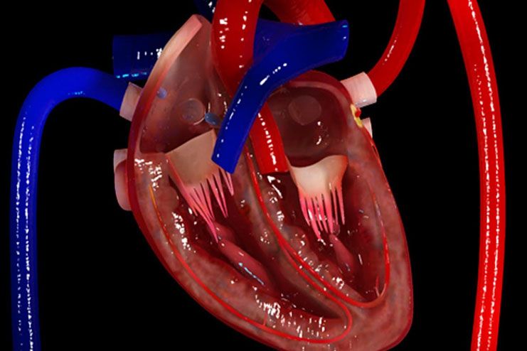 How to Improve Blood Circulation