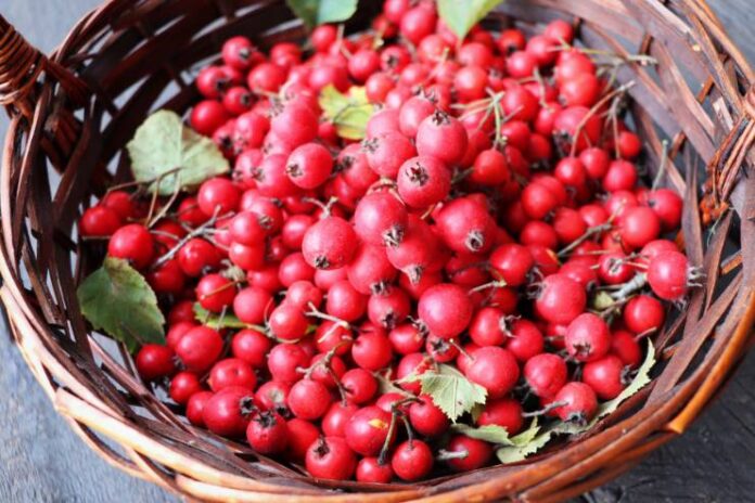 15 Health Benefits of Hawthorn Berries