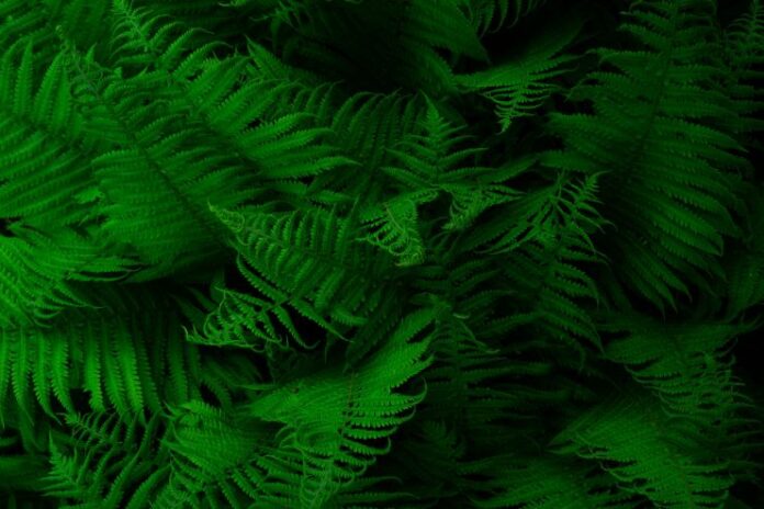 The Healing Power of Color Therapy: Balancing Energy with Chromotherapy