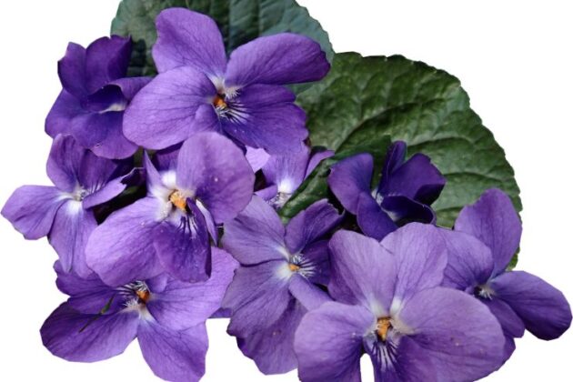 The Healing Power of Color Therapy: Balancing Energy with Chromotherapy