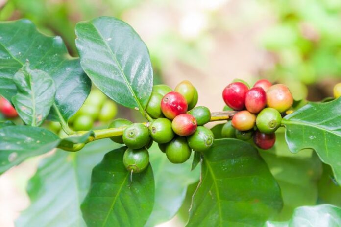 Green Coffee – All You Need to Know