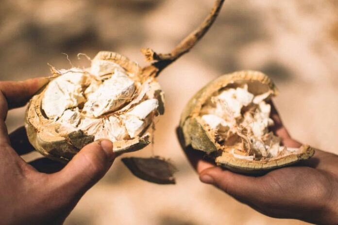Baobab – The African Superfruit You Didn’t Know You Needed