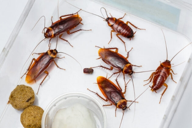 Why Cockroaches Are Dangerous to Your Health
